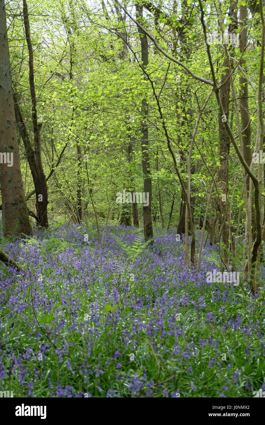 Bluebells in Duncliffe Woods, Dorset Stock Photo - Alamy