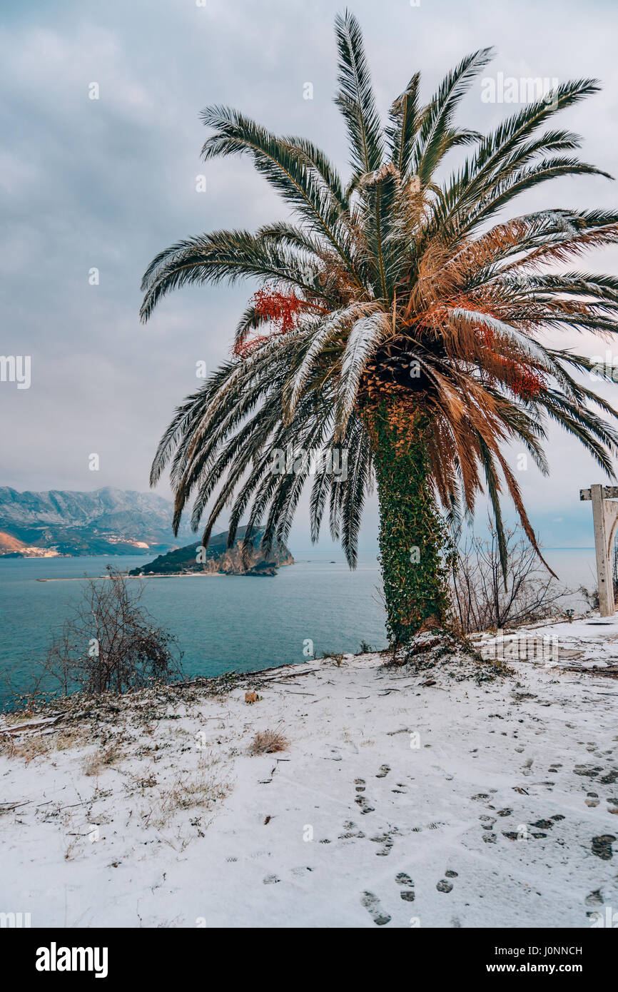 Palm leaf covered in frost hi-res stock photography and images - Alamy