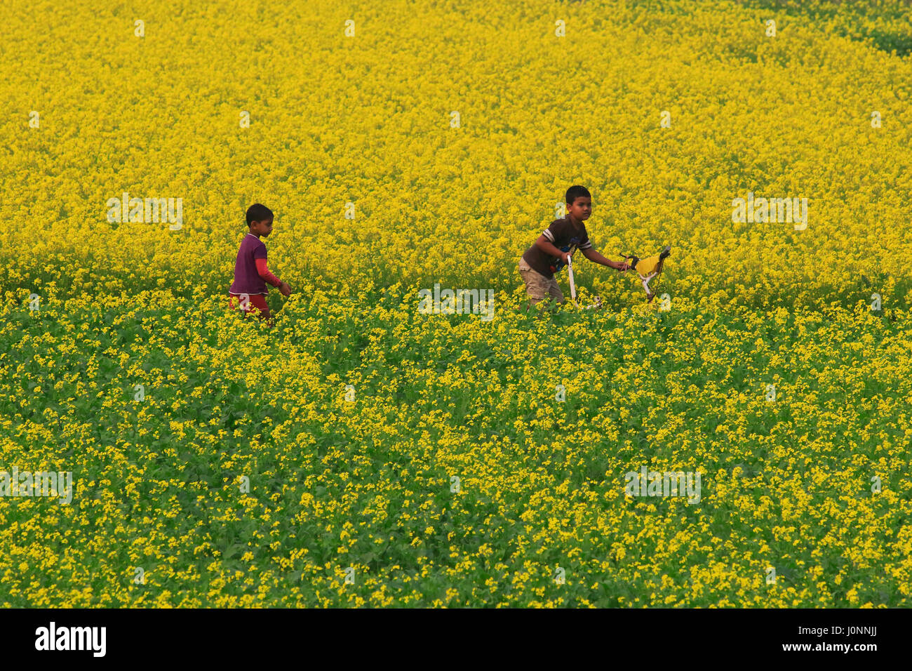 Shorishha khet hi-res stock photography and images - Alamy