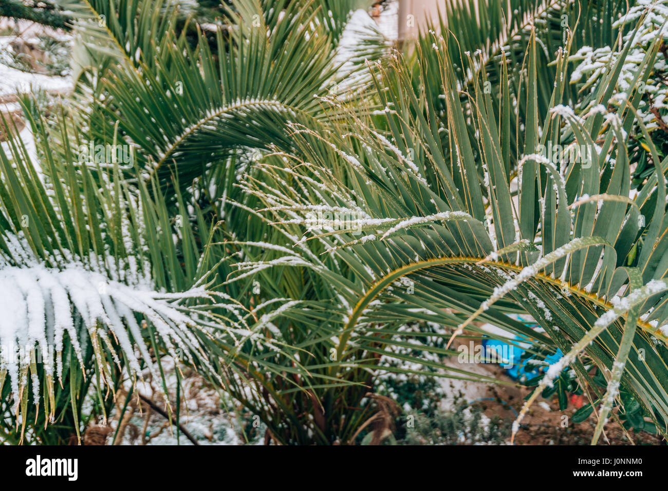 Palm leaf covered in frost hi-res stock photography and images - Alamy