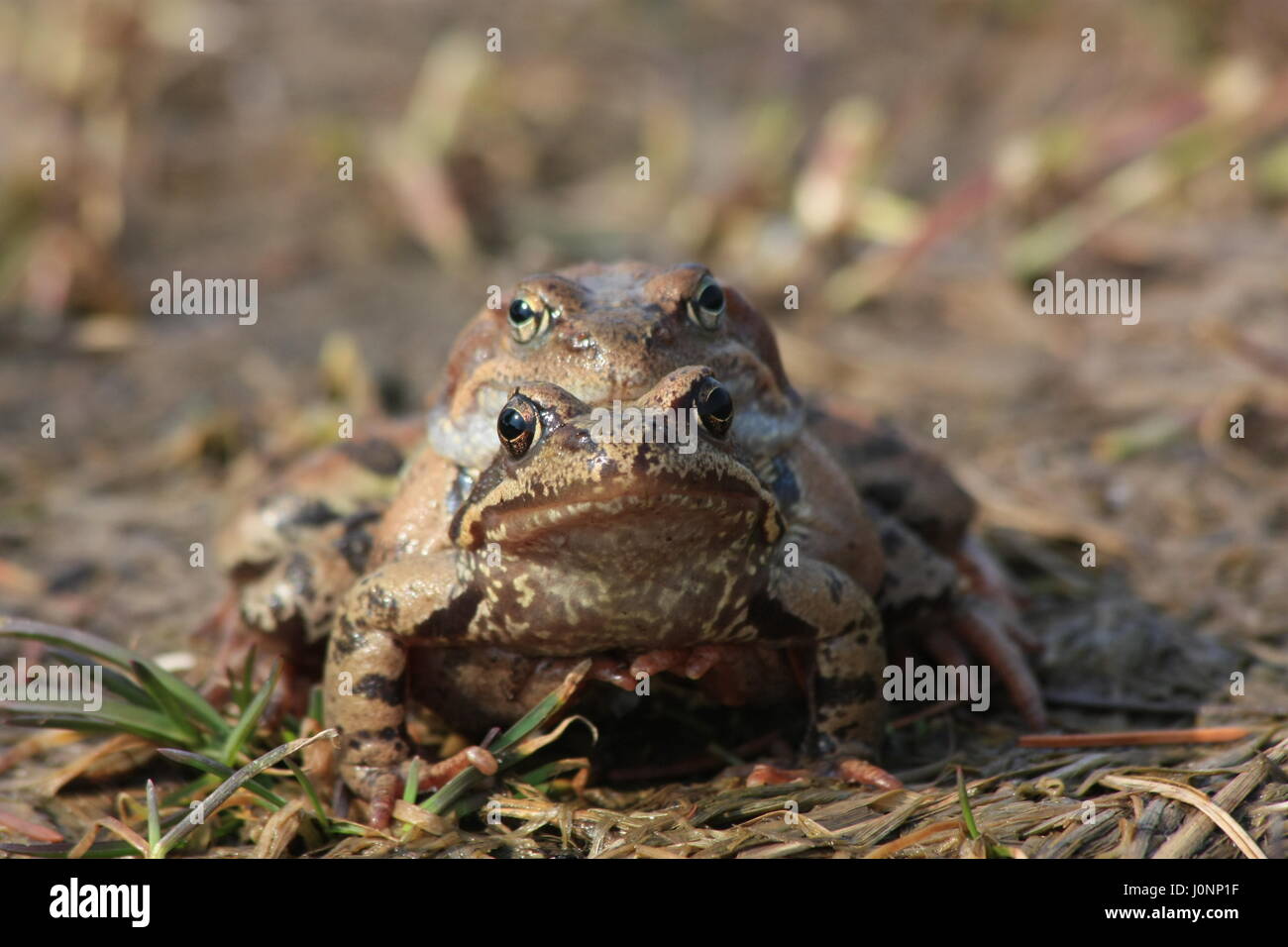 Frogs in Amplexus. The common frog (Rana temporaria), also known as the ...