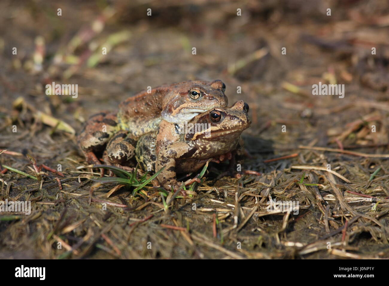 Frogs in Amplexus. The common frog (Rana temporaria), also known as the ...