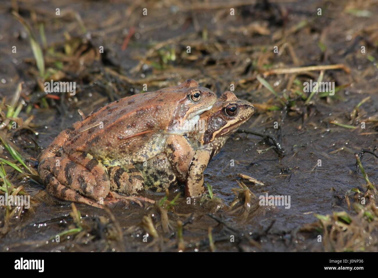 External fertilization hi-res stock photography and images - Alamy