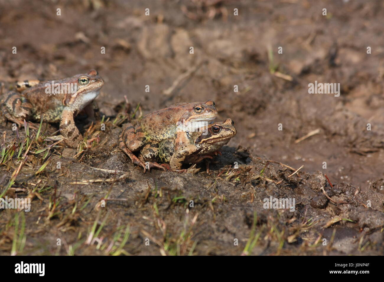 Frogs in Amplexus. The common frog (Rana temporaria), also known as the ...