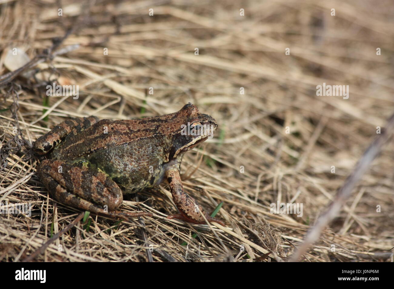 The common frog (Rana temporaria), also known as the European common ...