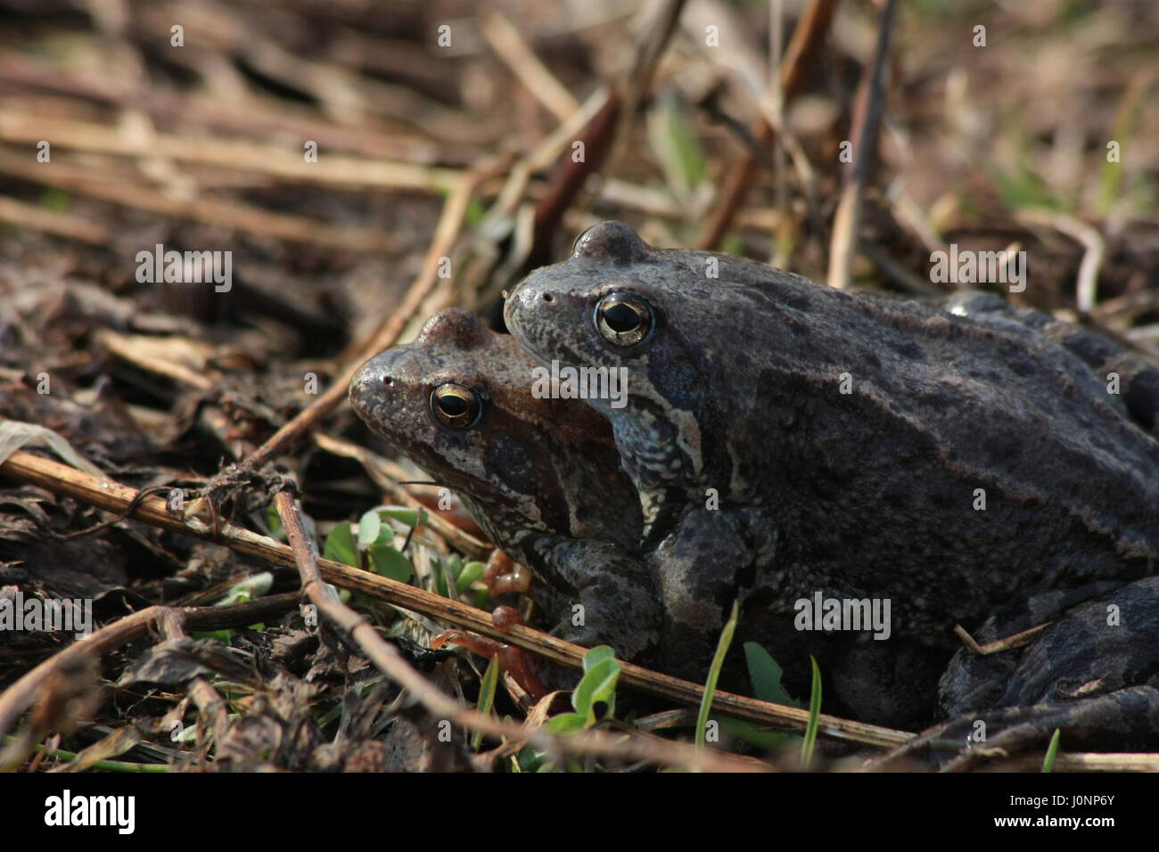 Frogs in Amplexus. The common frog (Rana temporaria), also known as the ...