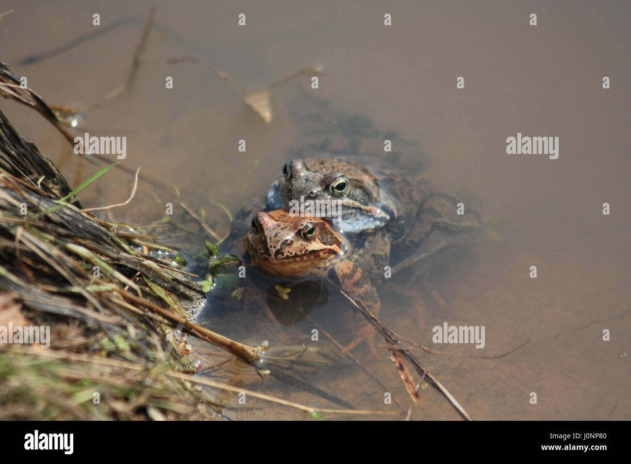 Frogs in Amplexus. The common frog (Rana temporaria), also known as the ...