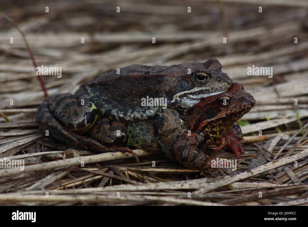 Frogs in Amplexus. The common frog (Rana temporaria), also known as the ...