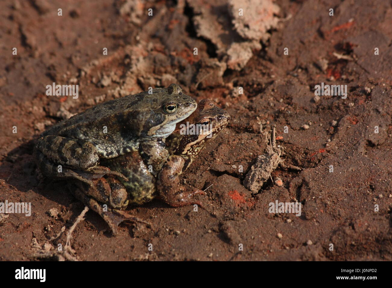 Frogs in Amplexus. The common frog (Rana temporaria), also known as the ...