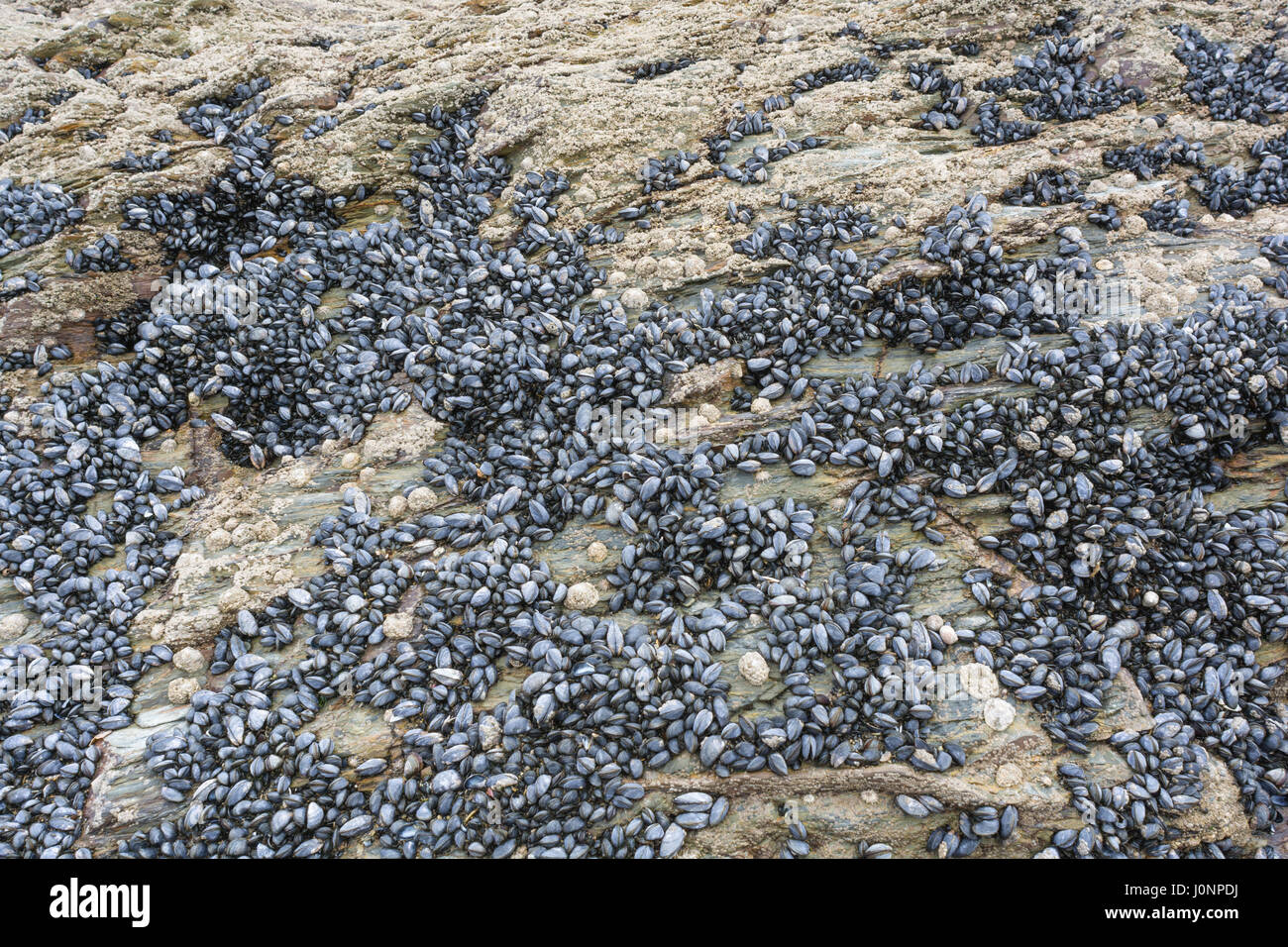 Mussels / Mytilus edulis bed at low tide - Par beach, mid-Cornwall ...