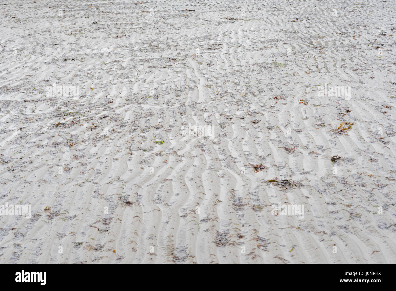 Water-rippled shallow sands on a beach (mid-Cornwall). Fluvial ridges ...