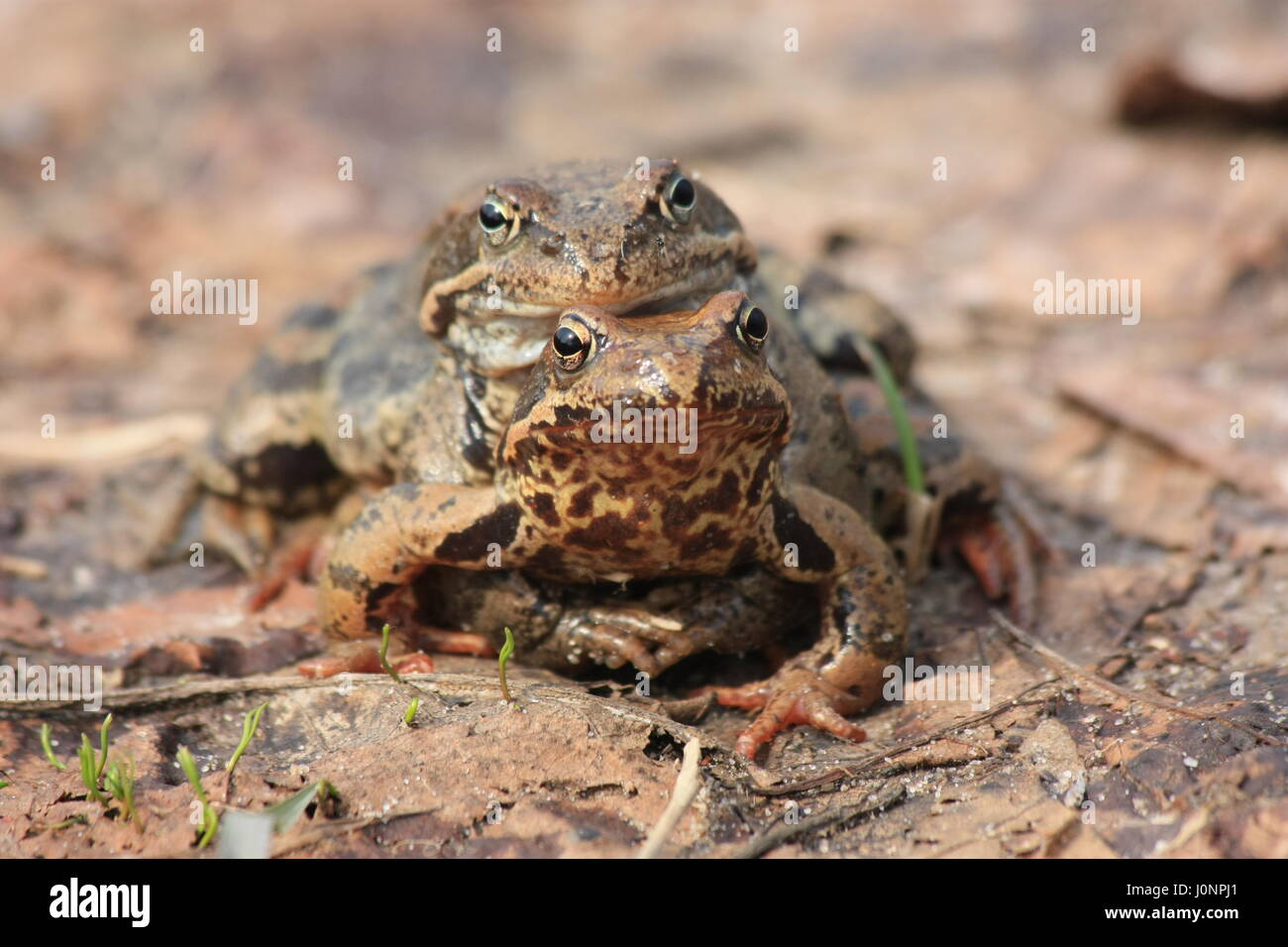 Frogs in Amplexus. The common frog (Rana temporaria), also known as the ...