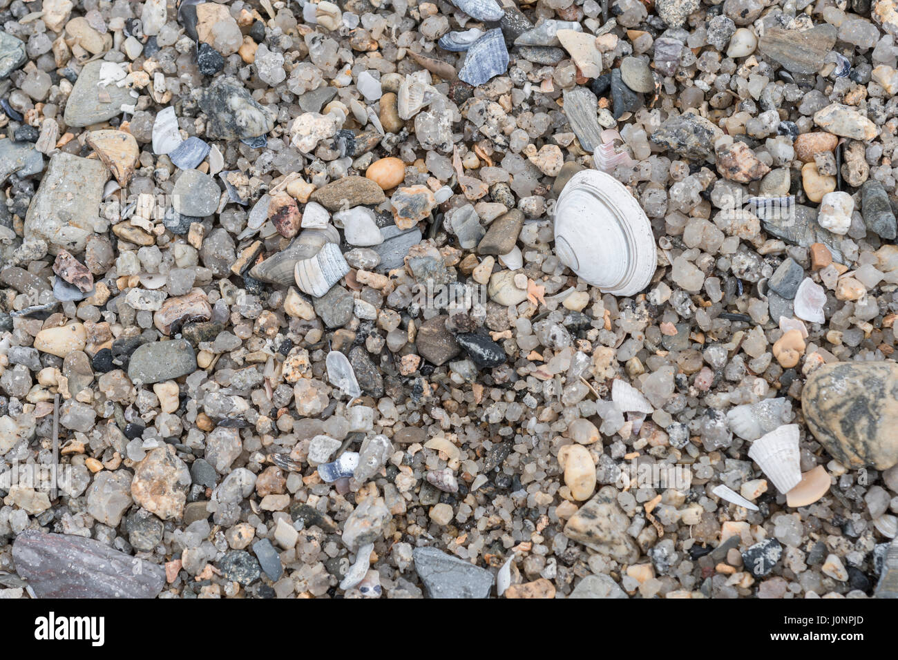 Solitary seashell on shoreline shingle bed Stock Photo - Alamy