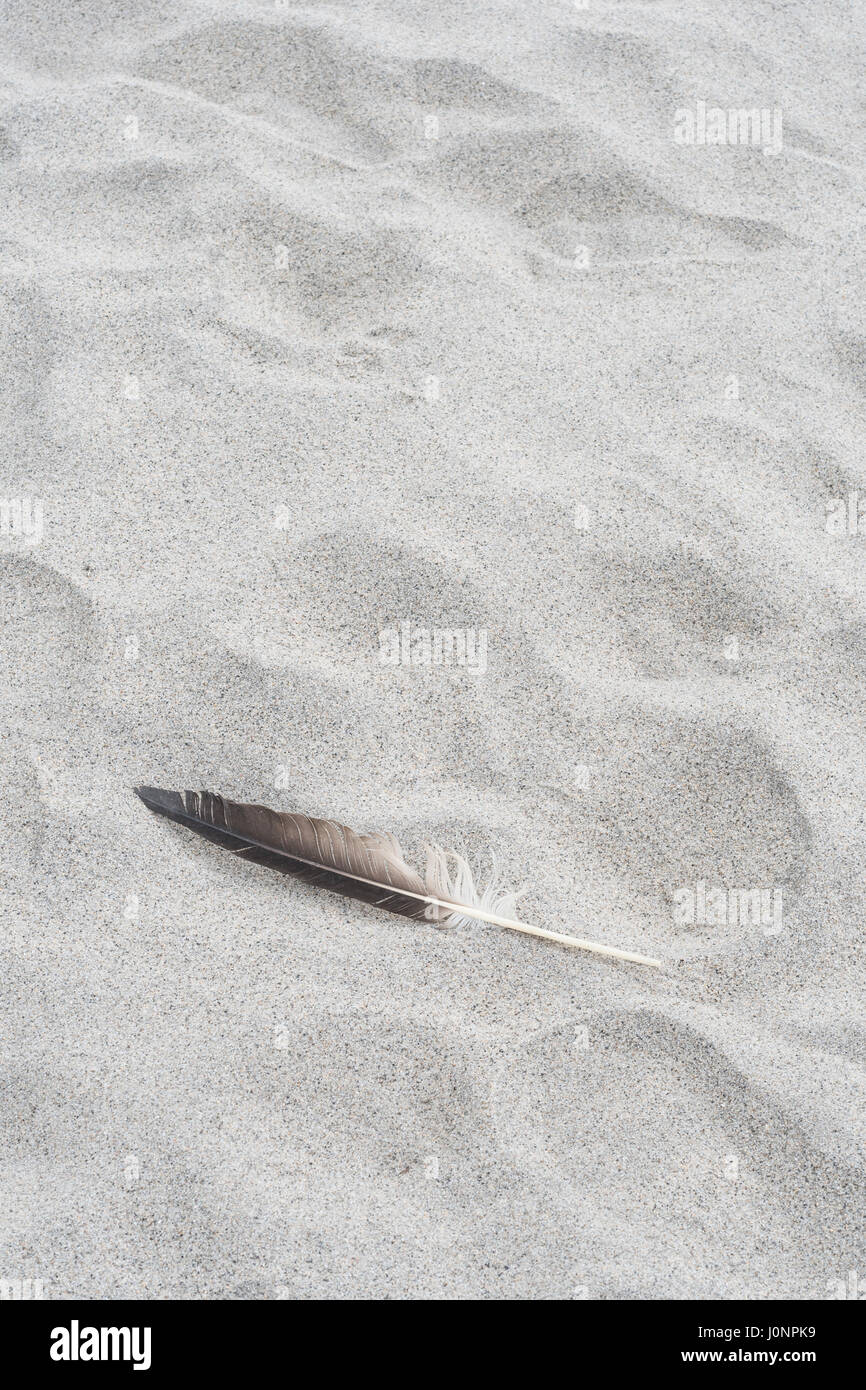 Single gull feather on beach. Isolated single feather Stock Photo - Alamy