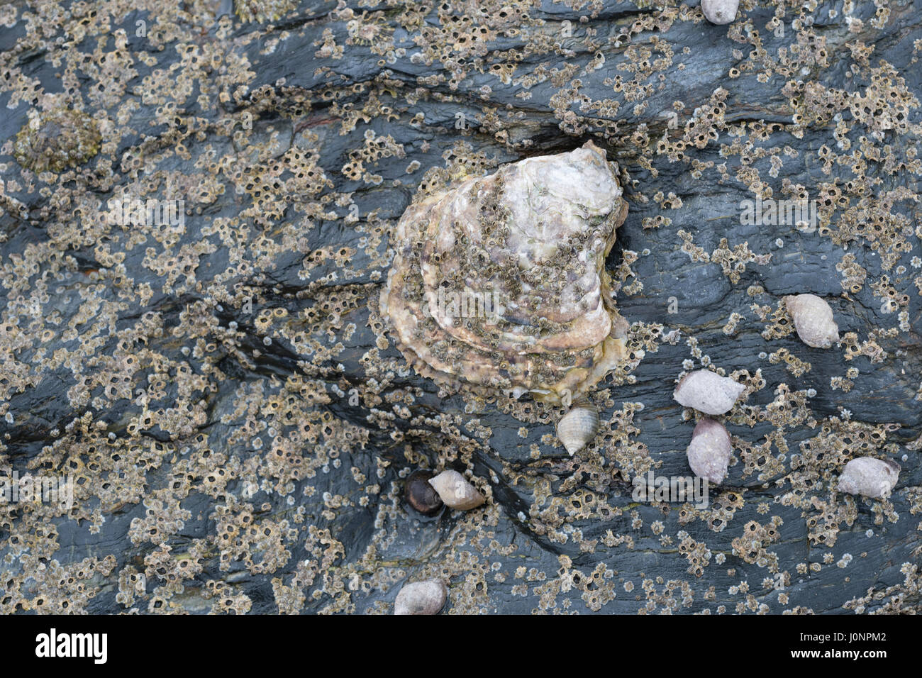 Periwinkles on rock hi-res stock photography and images - Alamy