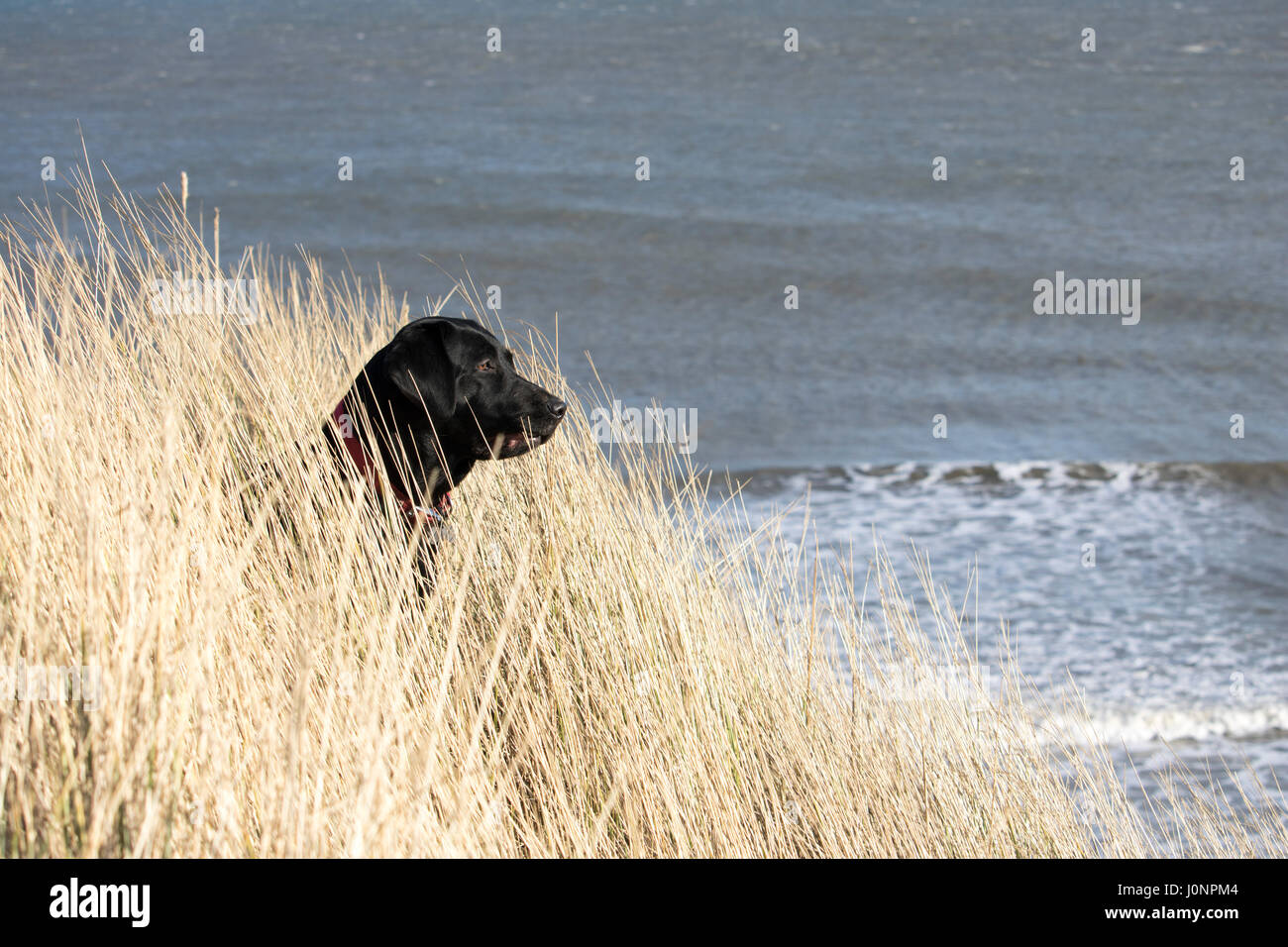Lab looking out at ocean hi-res stock photography and images - Alamy