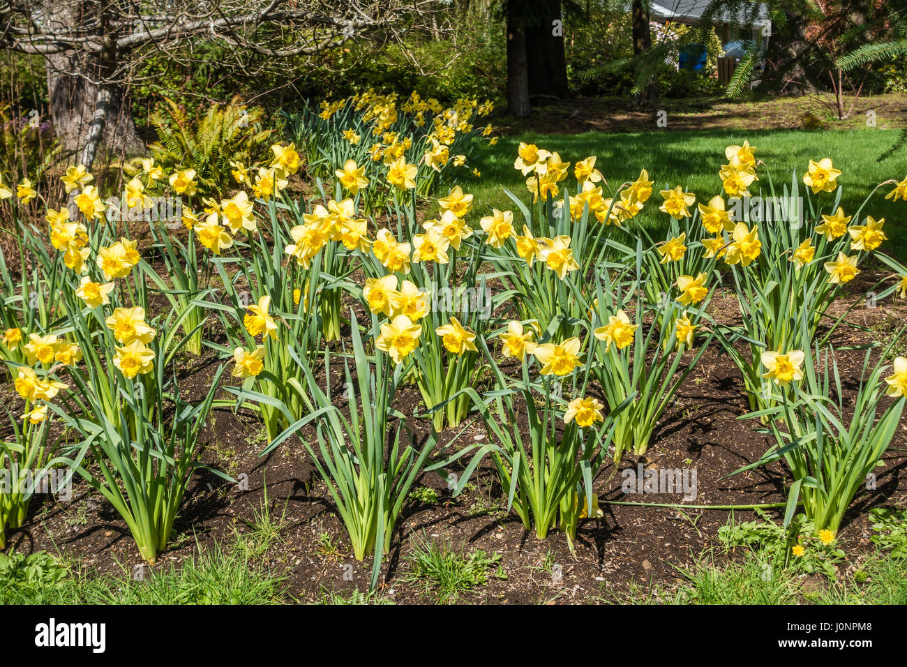A view of a garden of Daffodils Stock Photo - Alamy