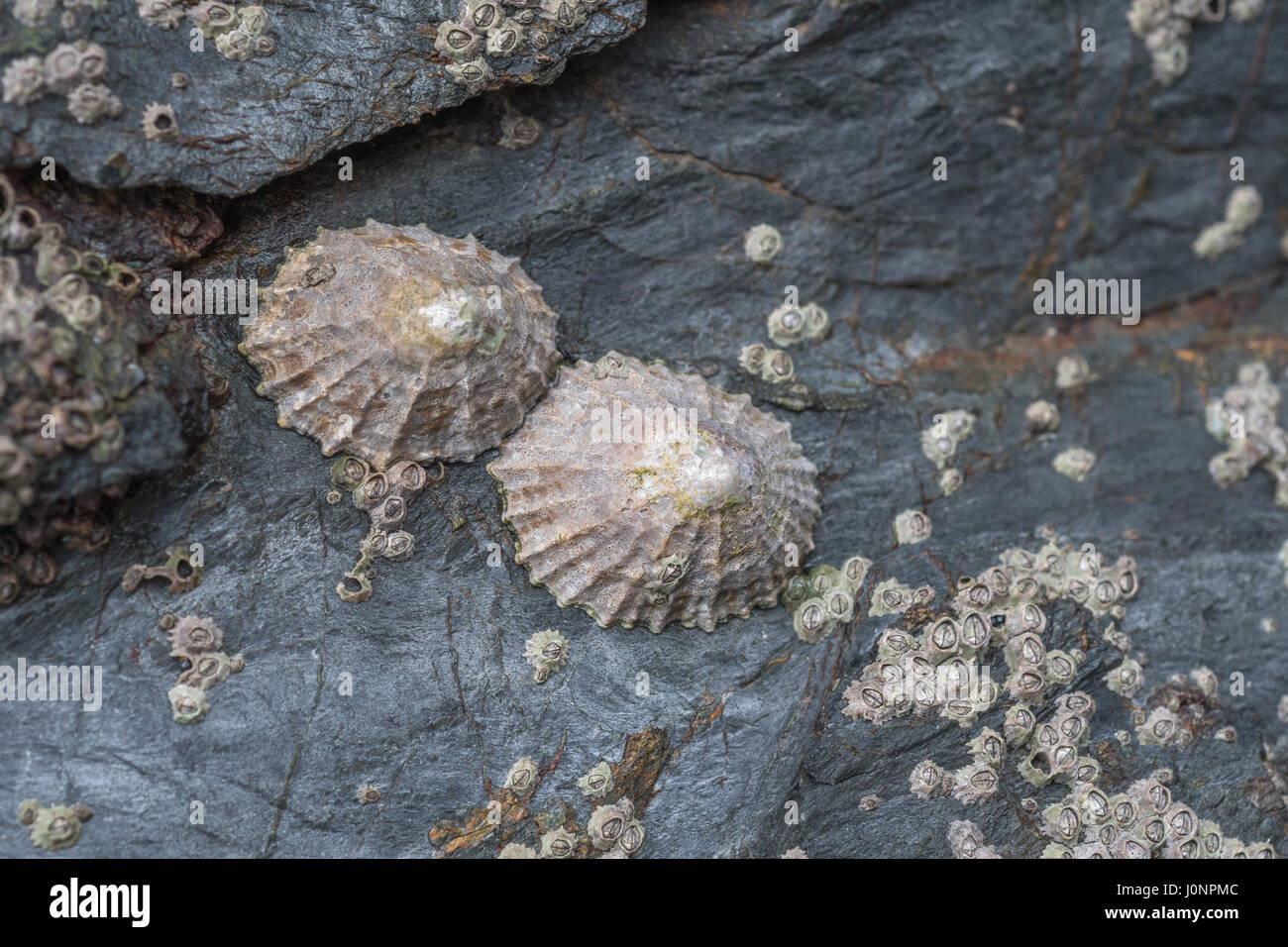 Uk limpet patella vulgata uk hi-res stock photography and images - Alamy