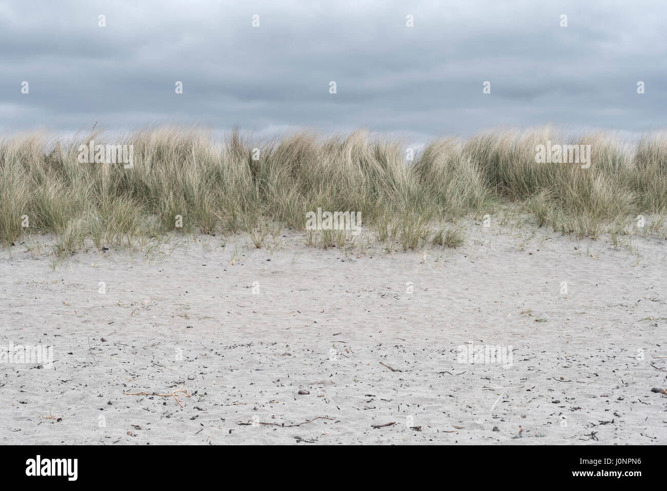 Strip / section of sand dunes with Marram Grass / Ammophila arenaria ...
