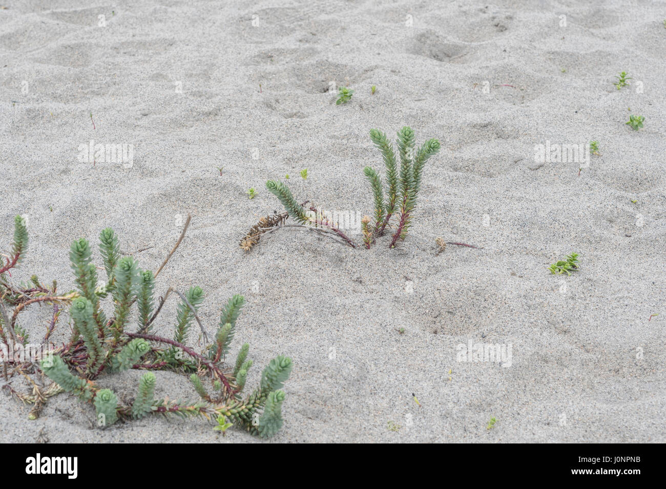 Young shoots of Sea Spurge / Euphorbia paralias emerging from sandy ...