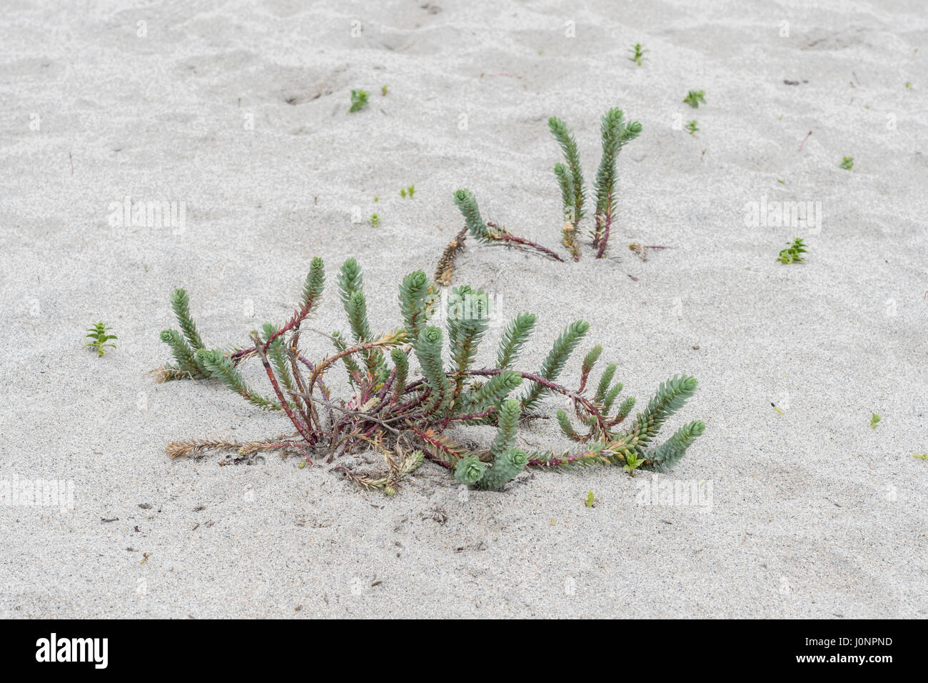 Young shoots of Sea Spurge / Euphorbia paralias emerging from sandy ...