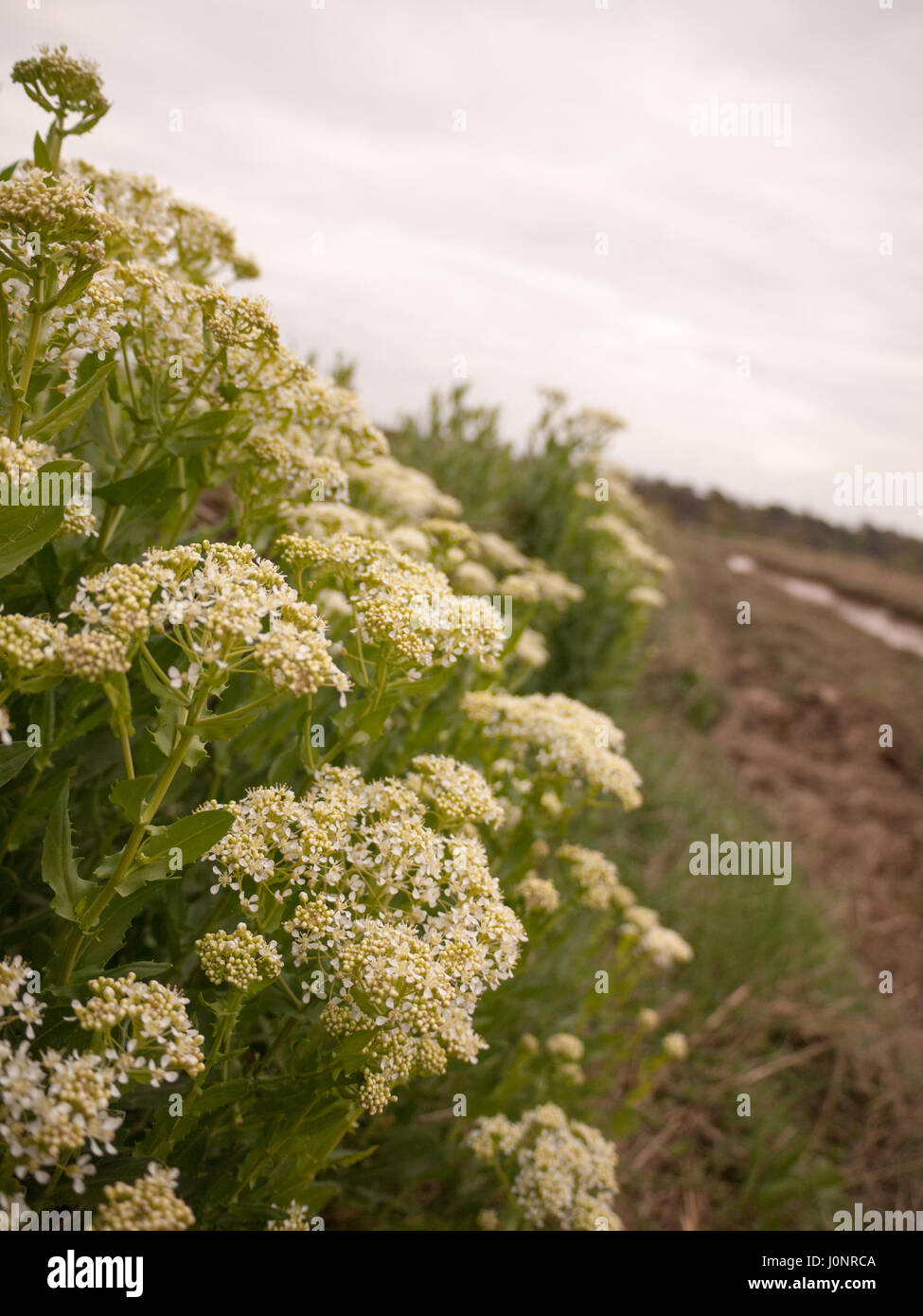 Cow parsnip Weed. Poisonous plant. Heracleum. Big hogweed Stock Photo ...