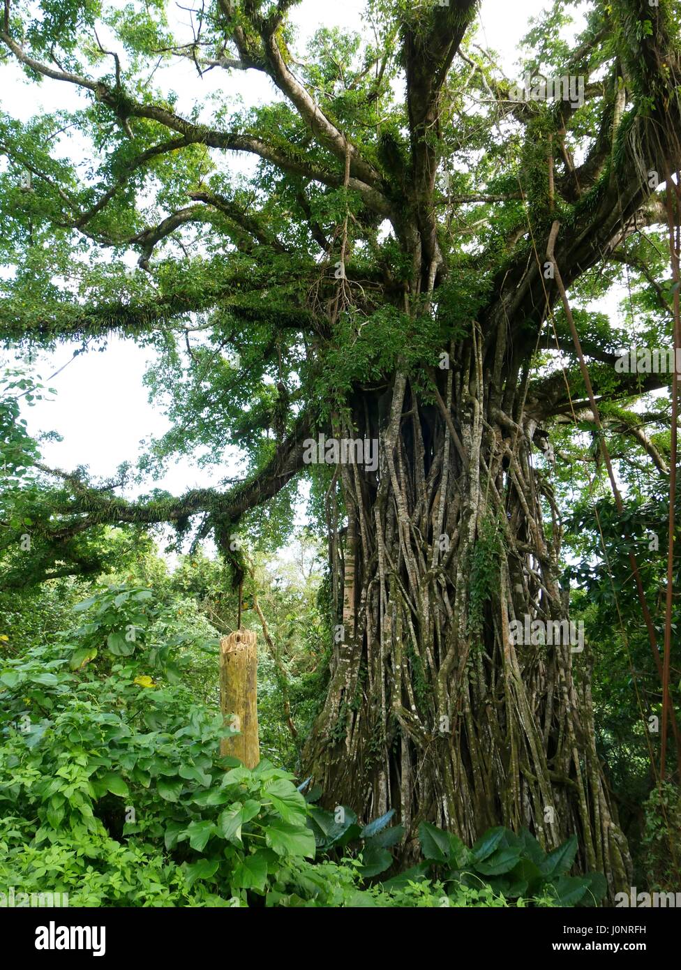 Things to do rota hi-res stock photography and images - Alamy