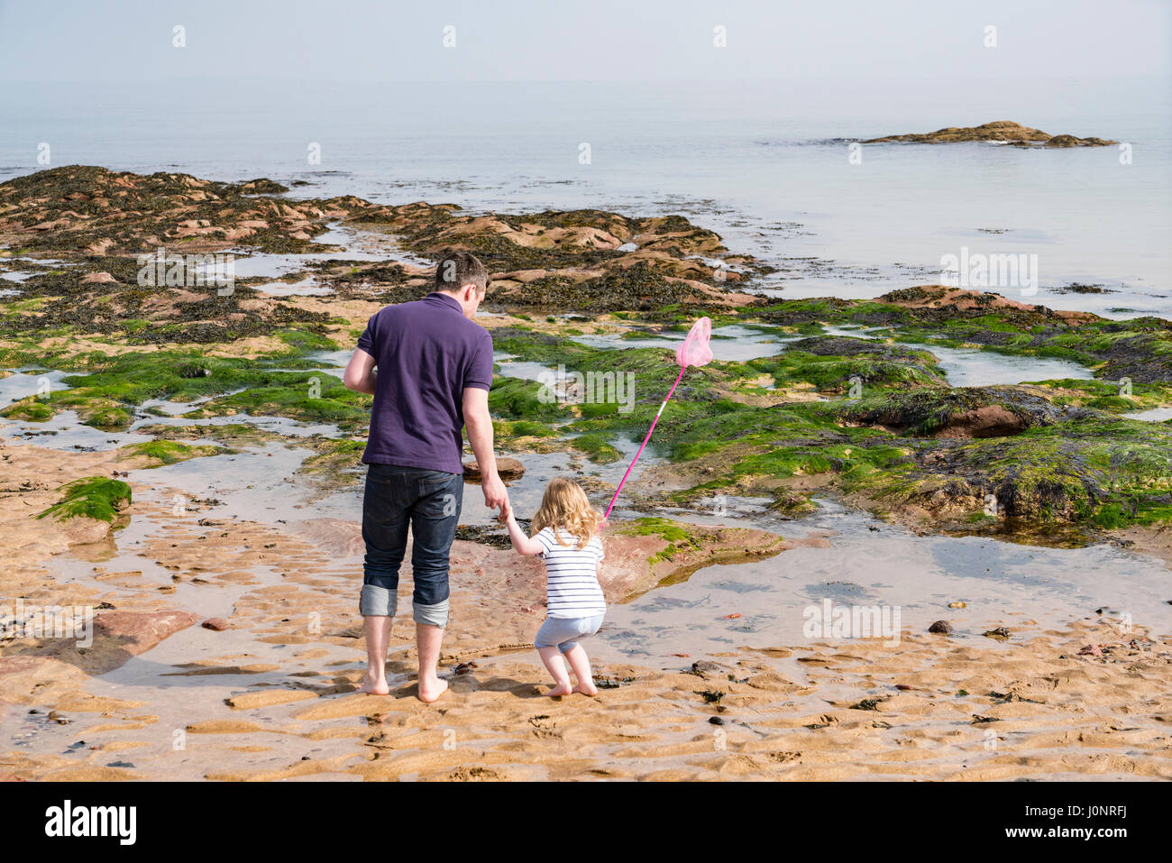 Father and young daughter exploring rock pools on beach at North ...