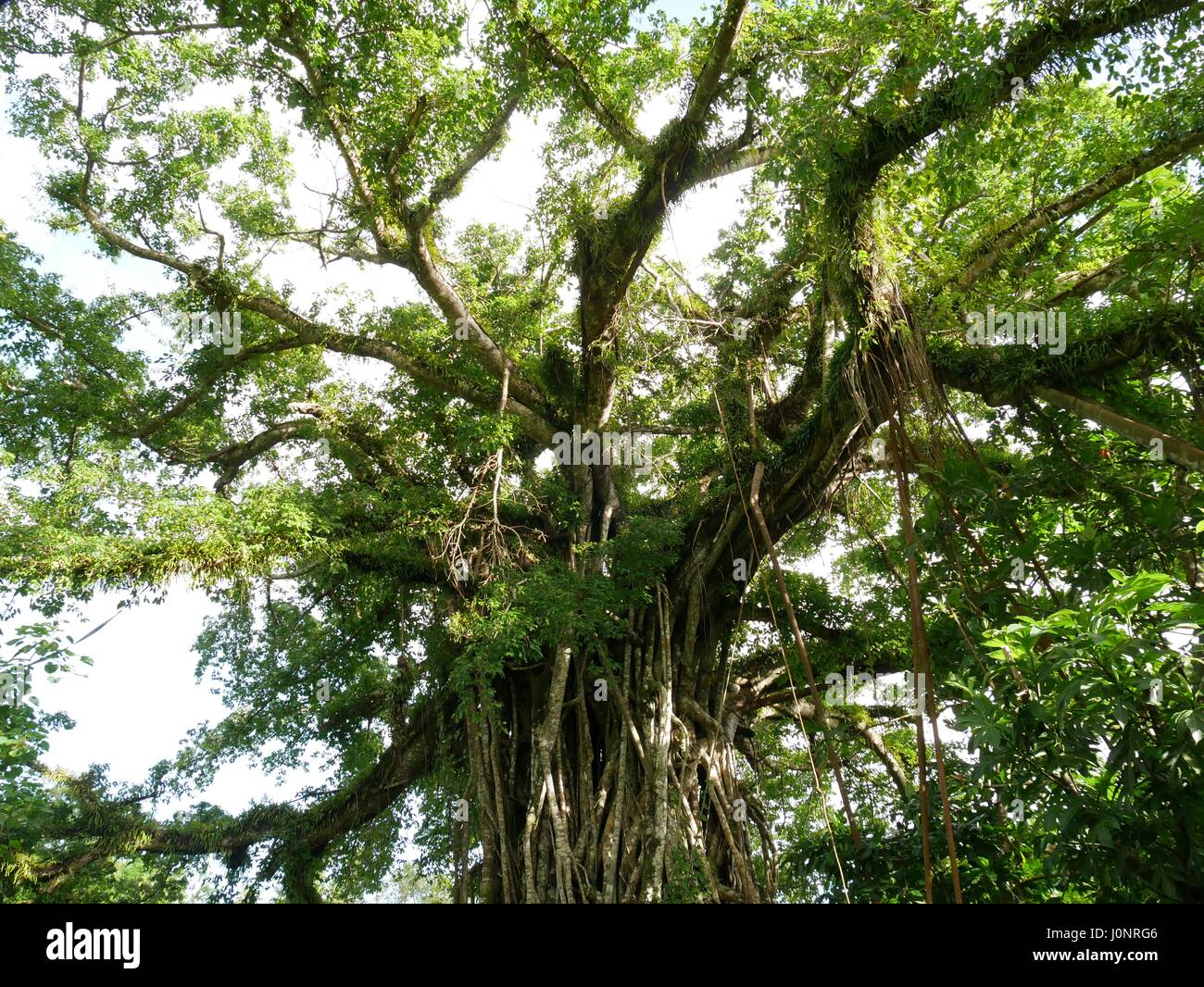 Upper part of Fig tree in Rota jungles, Rota Stock Photo - Alamy