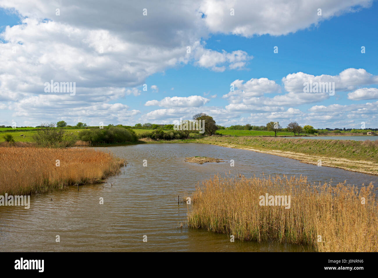Lake at Fingringhoe Wick, a nature reserve in Essex, England UK Stock ...