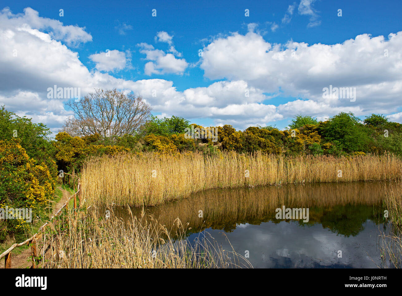 Pond in Fingringhoe Wick, a nature reserve in Essex, England UK Stock ...