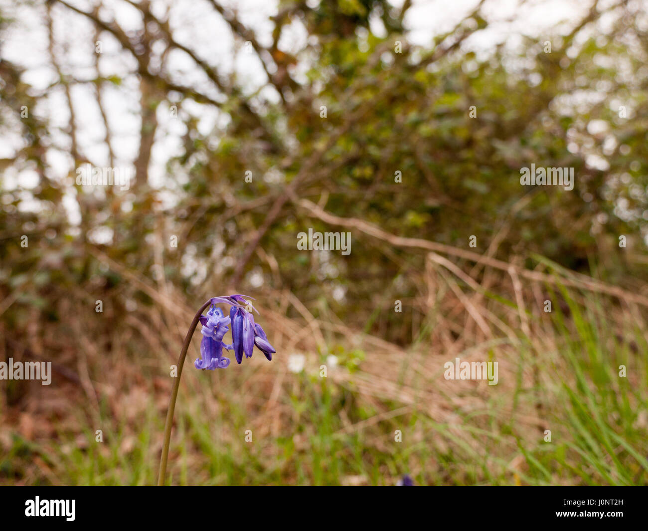 Hanging bluebells hi-res stock photography and images - Alamy