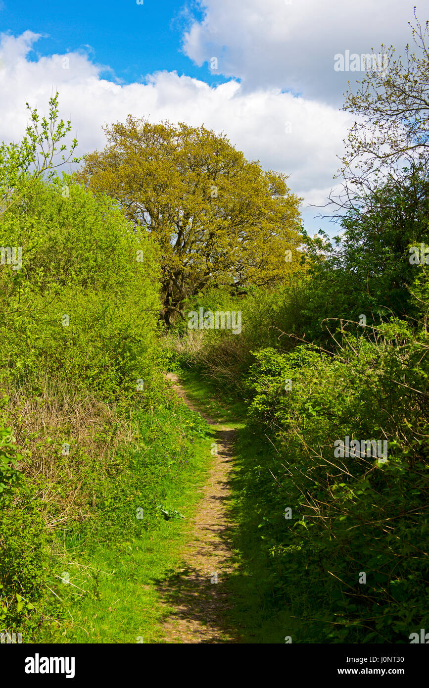Fingringhoe Wick, a nature reserve in Essex, England UK Stock Photo - Alamy