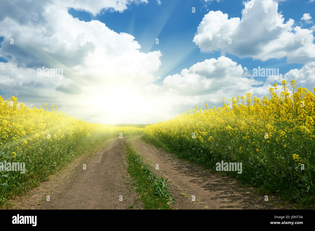 Ground road in yellow flower field with sun, beautiful spring landscape ...