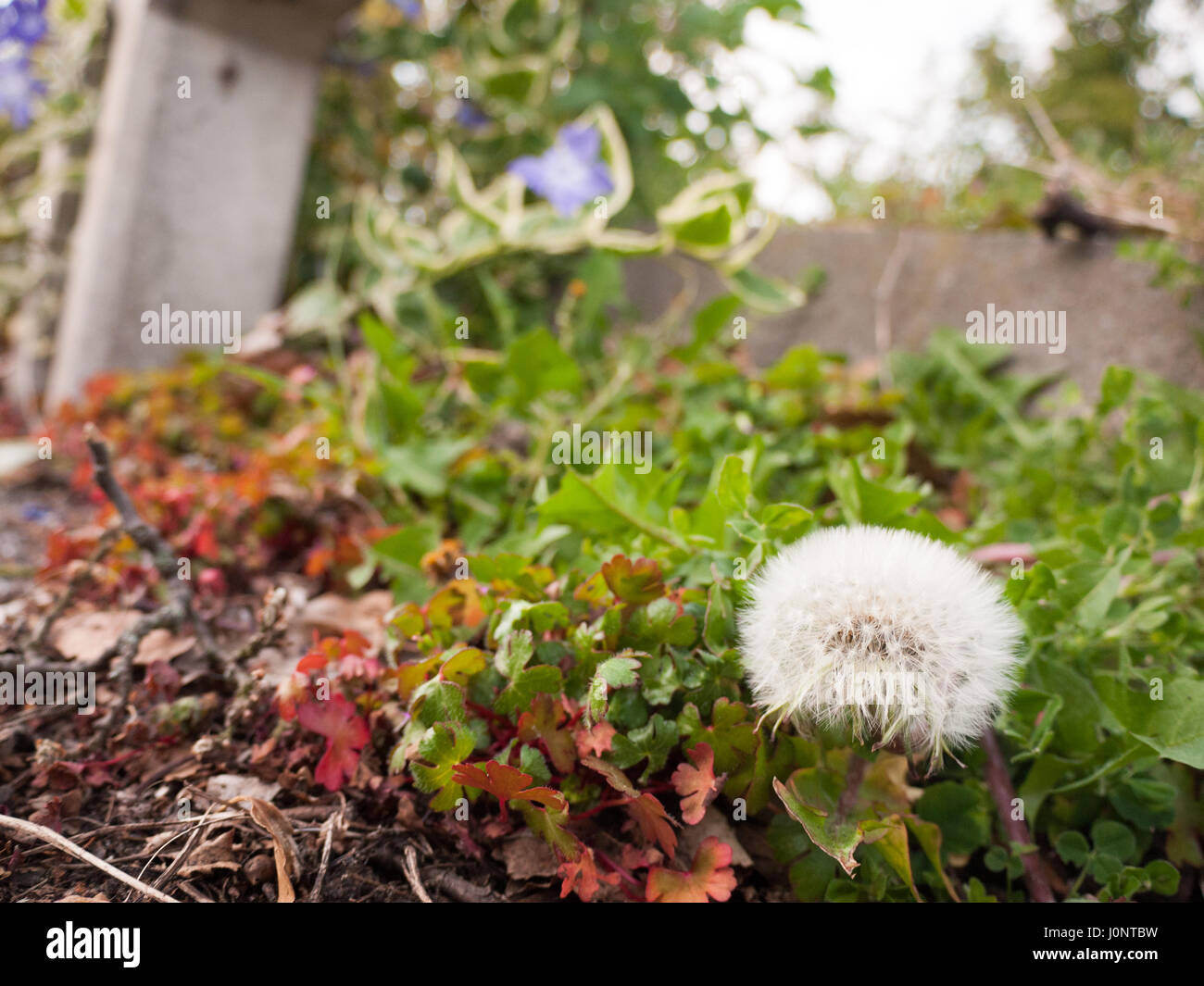 Dandelion. Dandelion fluff. Dandelion tranquil abstract closeup art ...