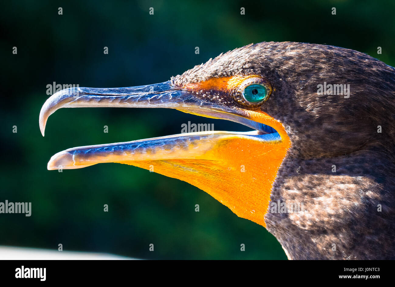 Comorant Colorful Face - Fishing Bird Stock Photo - Alamy