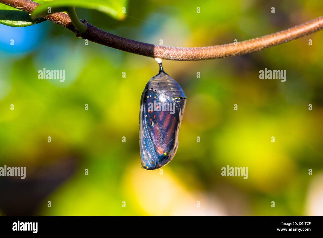 Monarch Emerging From Chrysalis Stock Photo - Alamy