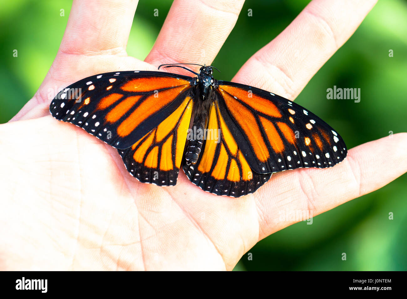 Save the monarch hi-res stock photography and images - Alamy