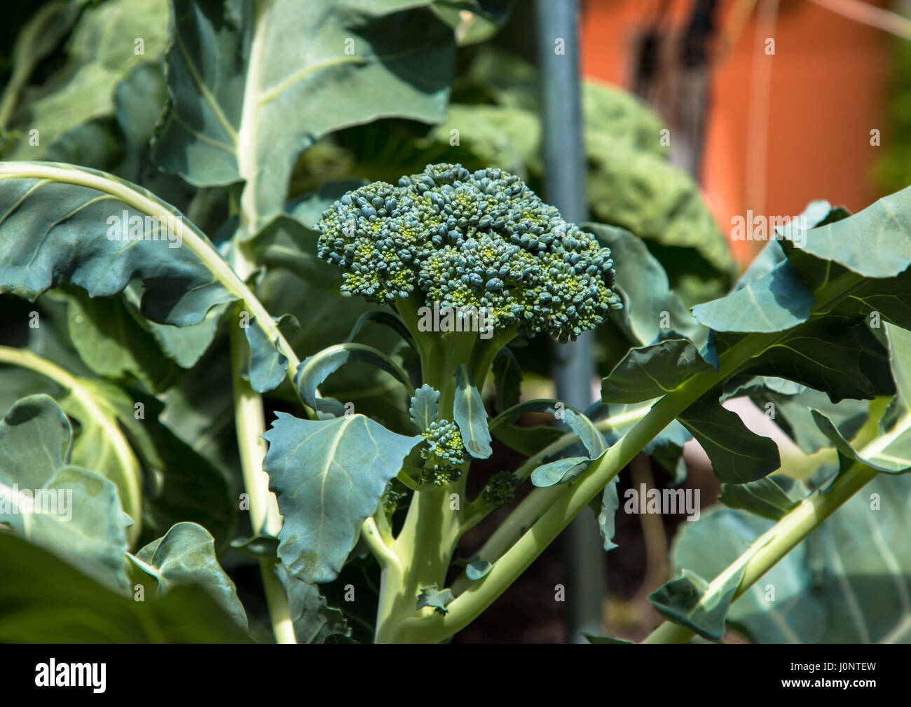 Broccoli Ready To Harvest Stock Photo - Alamy