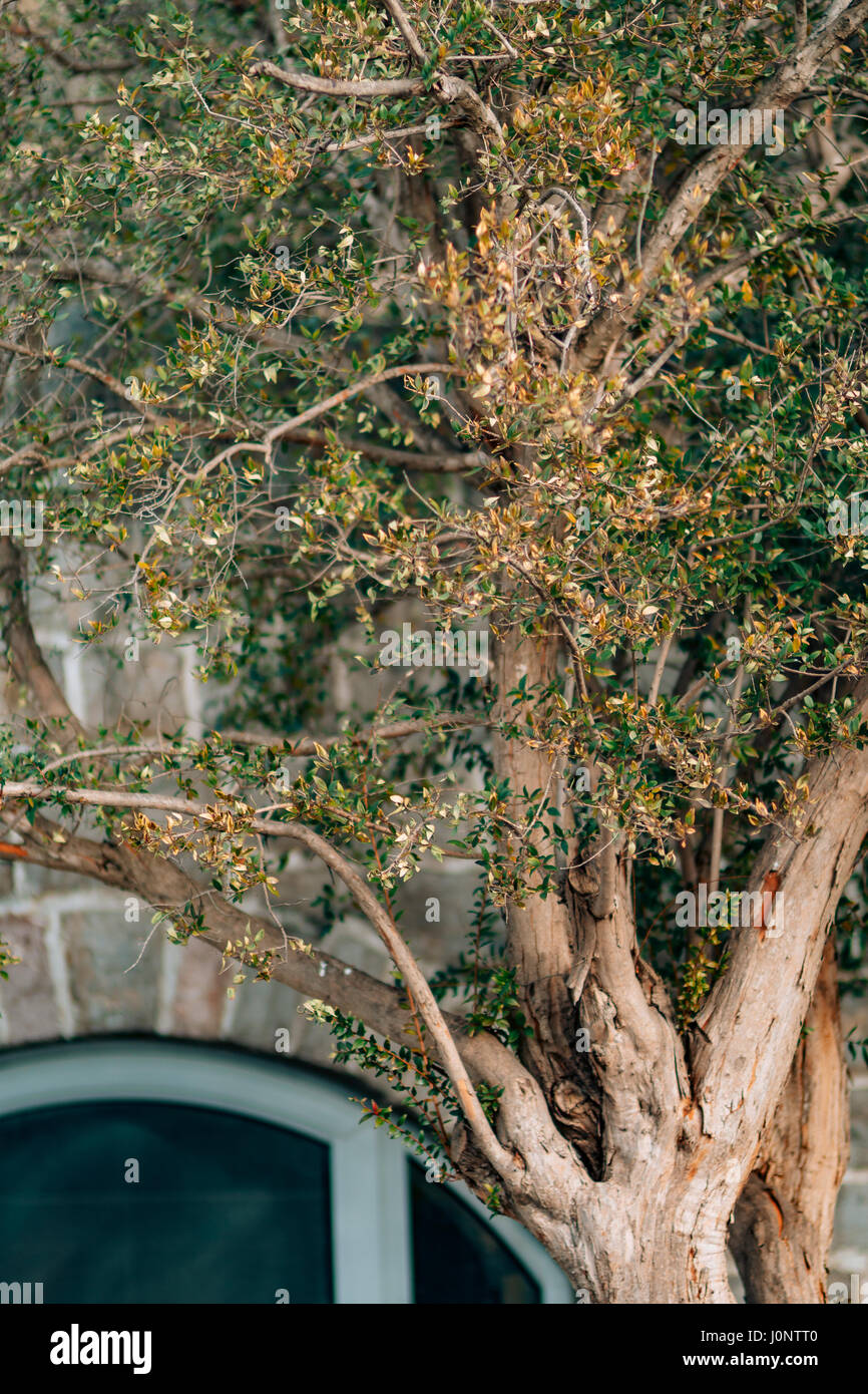 The nature of Montenegro. Plants, flowers, trees Adriatic the Balkans ...