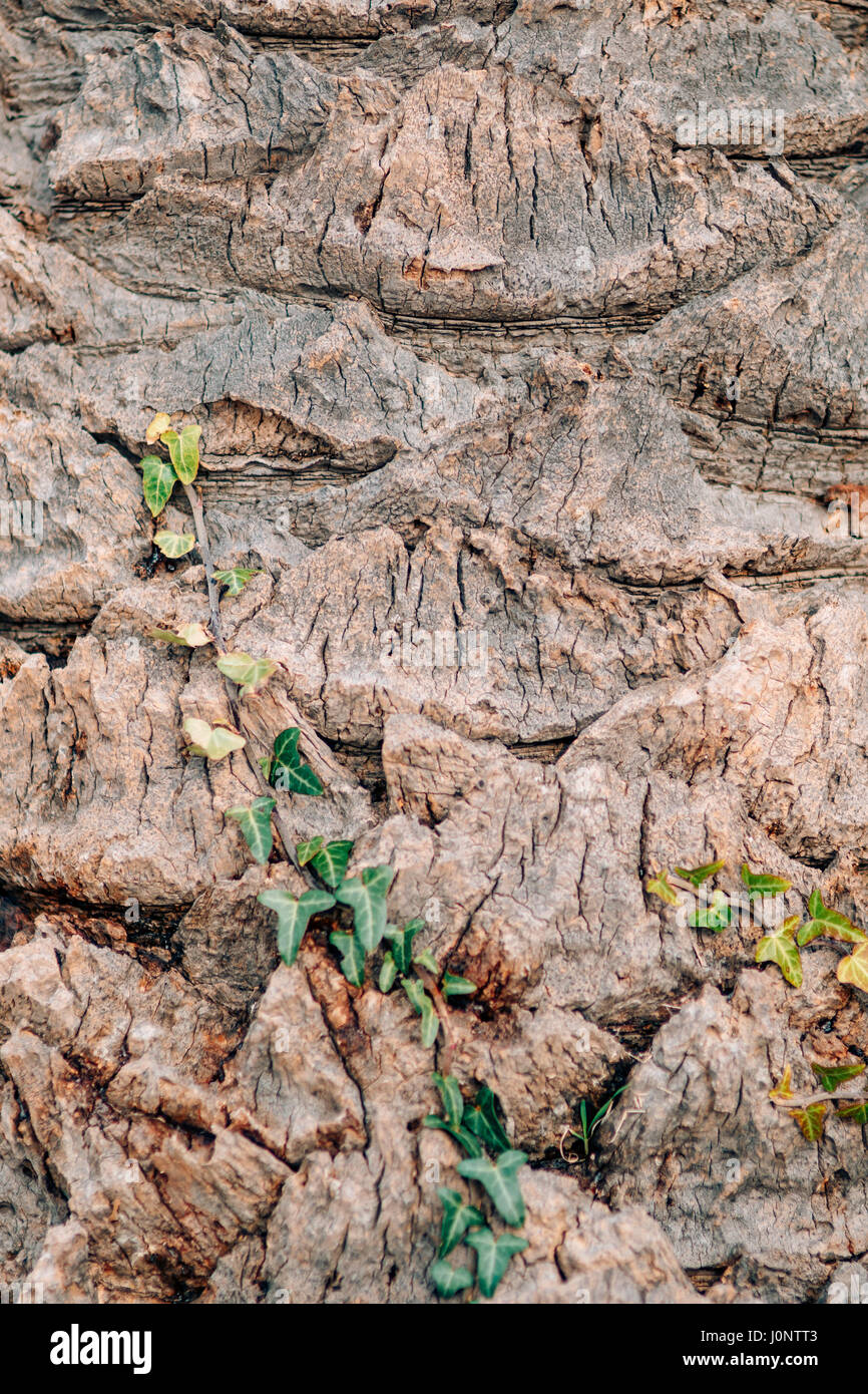 Coconut tree bark textured hi-res stock photography and images - Alamy