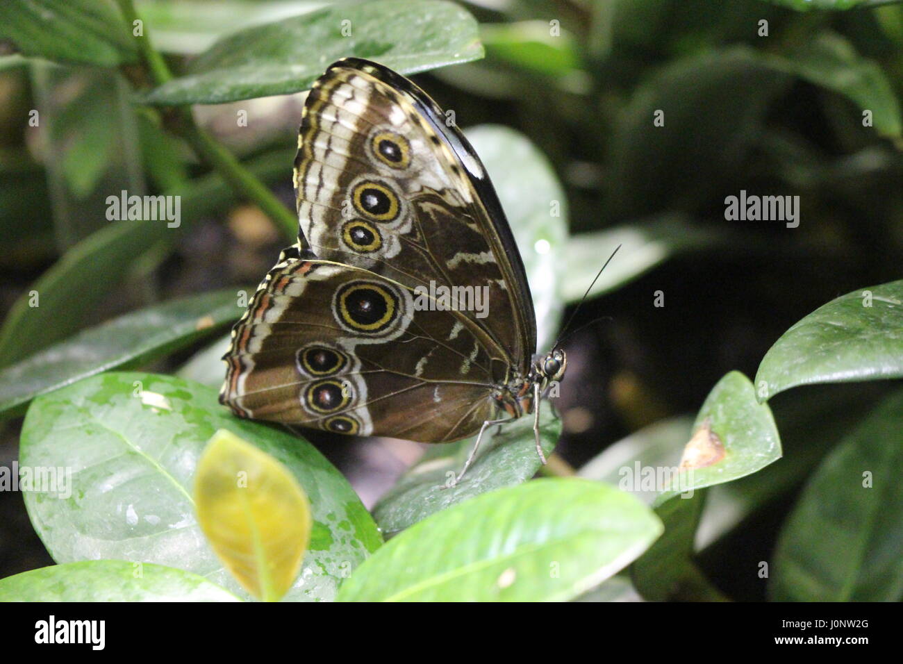 Unique butterfly hi-res stock photography and images - Alamy