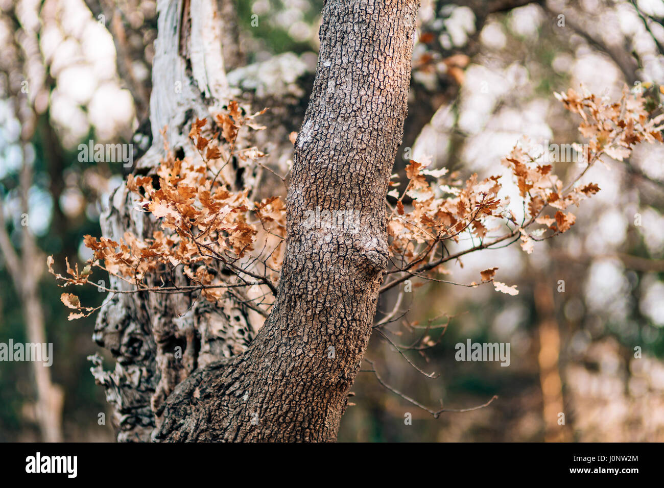 Yellow autumn leaves on an oak tree. Zaporozhye, park Oak Grove ...