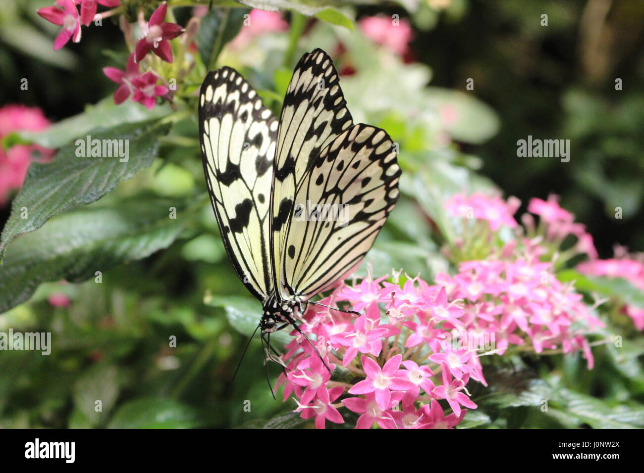 Unique butterfly hi-res stock photography and images - Alamy