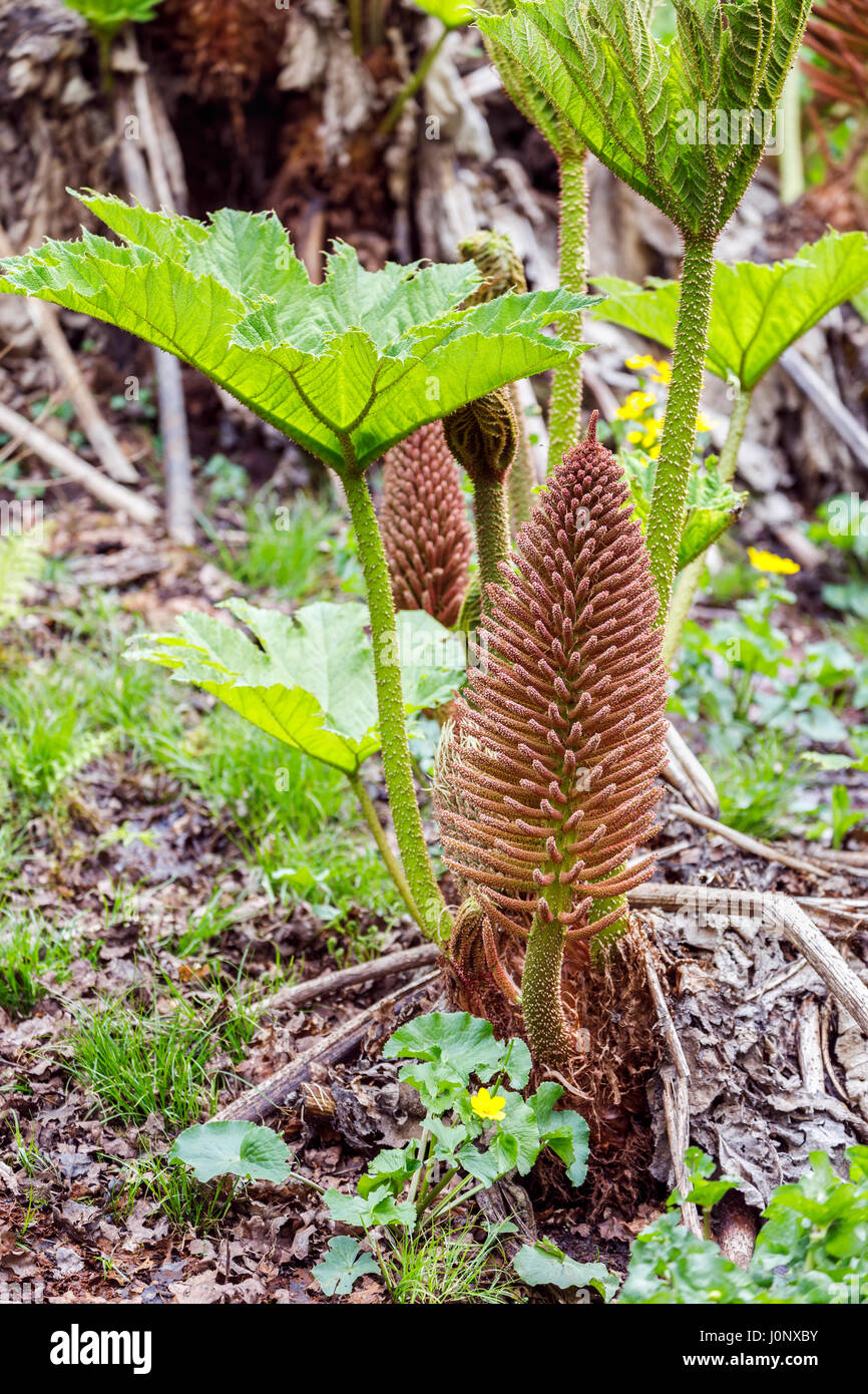 Springtime shoots and leaves, flower spike, spiny petioles of bog plant ...
