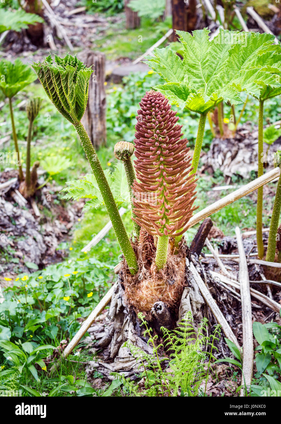 Springtime shoots and leaves, flower spike, spiny petioles of bog plant ...
