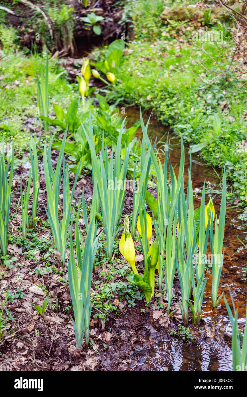 Lysichiton americanus (yellow skunk cabbage, American skunk-cabbage ...