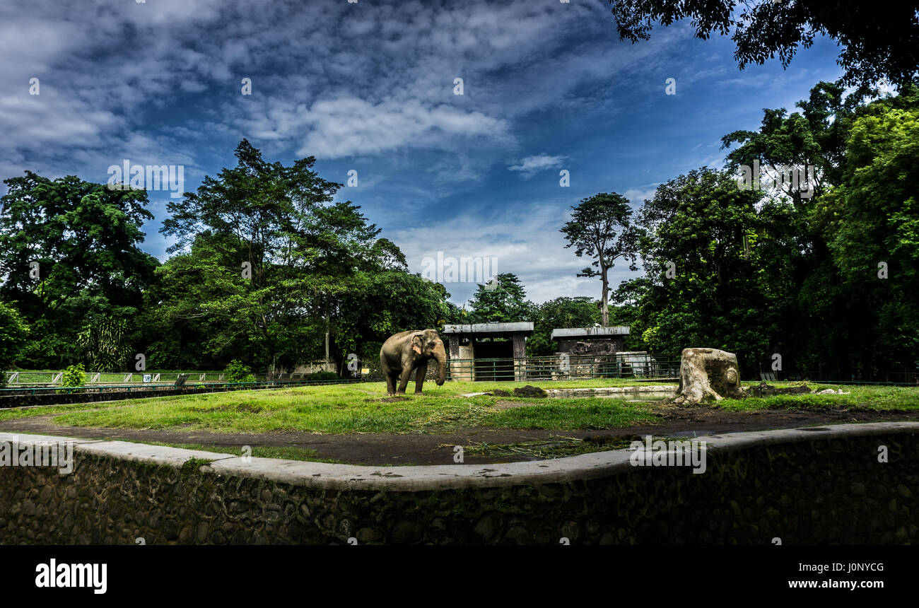 A big elephant in the cage with pool surrounding by fence and trees ...