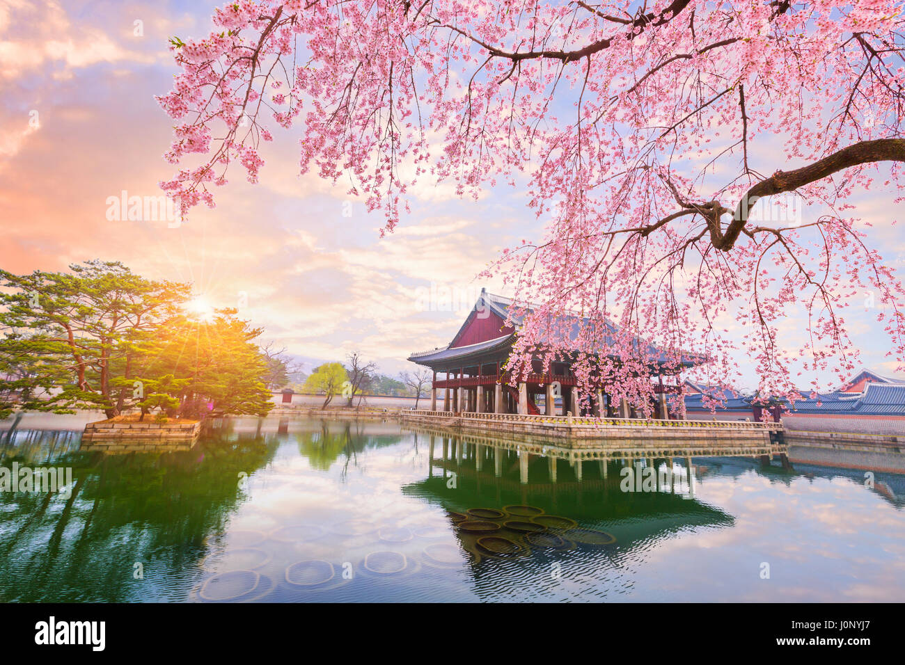 Gyeongbokgung palace with cherry blossom tree in spring time in seoul ...