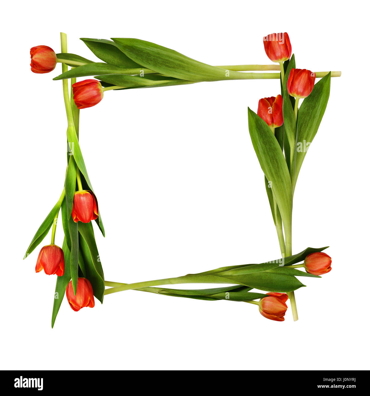 Red tulip flowers frame isolated on white Stock Photo - Alamy